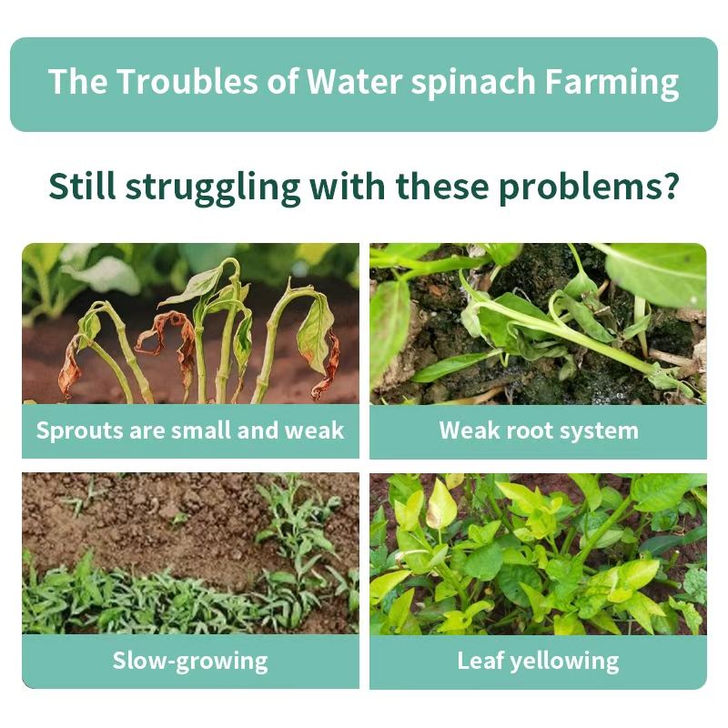 Specialized High Yield Fertilizerfor Water Spinach Organic Fertilizer ...