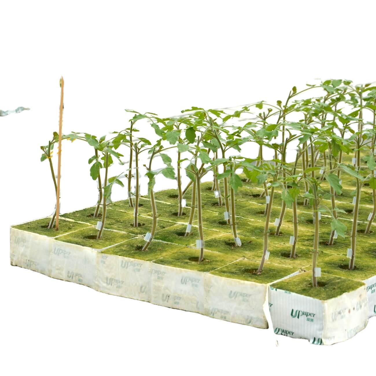 How to Choose Growing Cubes: A Complete Buyer's Guide