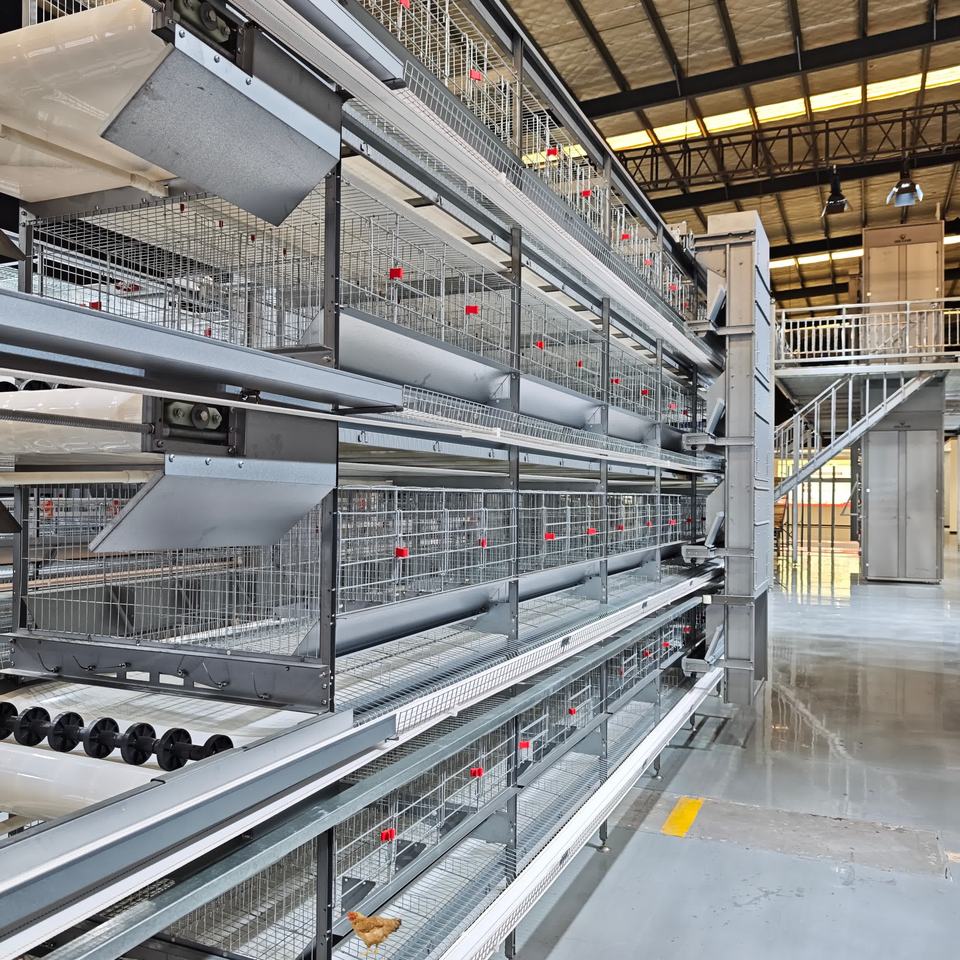 H Type Battery Cage System for Poultry, Automatic Chicken Cage for Egg ...