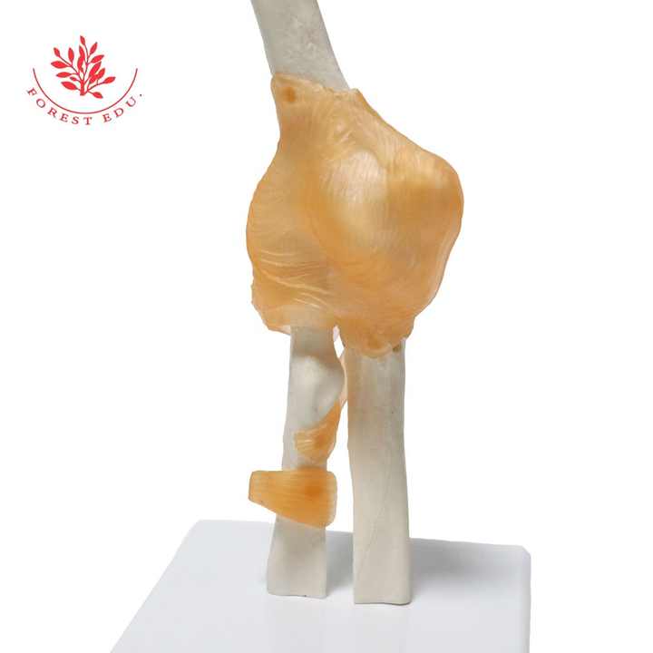 Anatomical Elbow Model - High Quality Medical Educational Tool