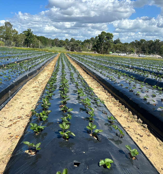 PP Ground Cover Mesh Weed Mulch Film Roll for Agriculture