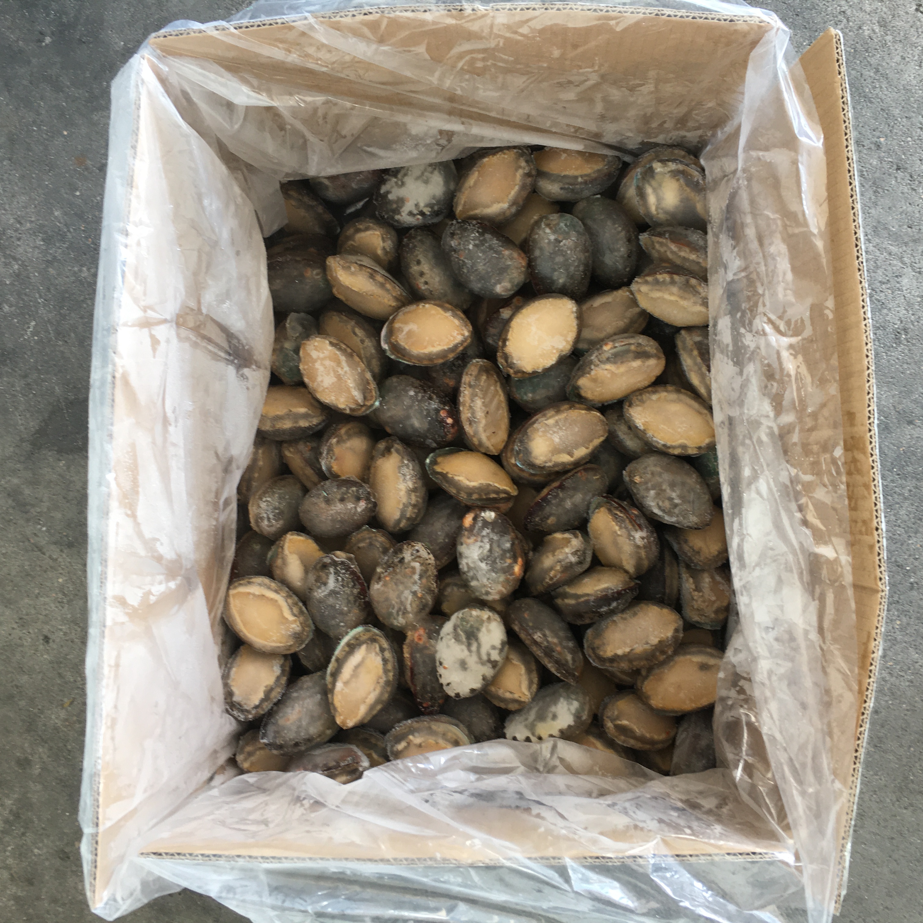 Premium Selection of Fresh & Frozen frozen abalon for Global Buyers
