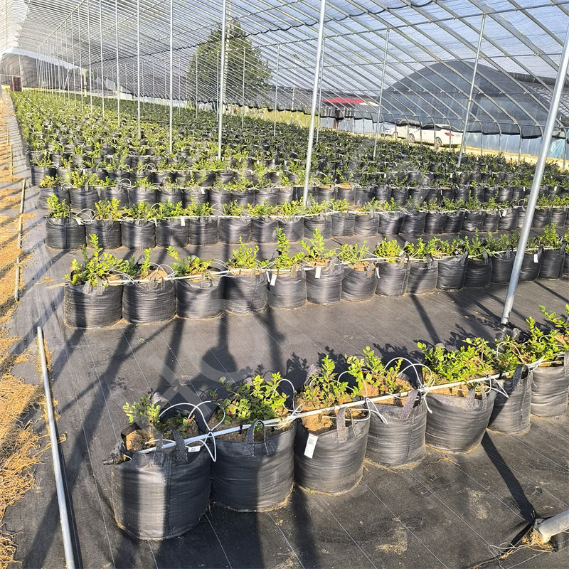 HOKBG Blueberry Planting Pots - Breathable & Eco-friendly