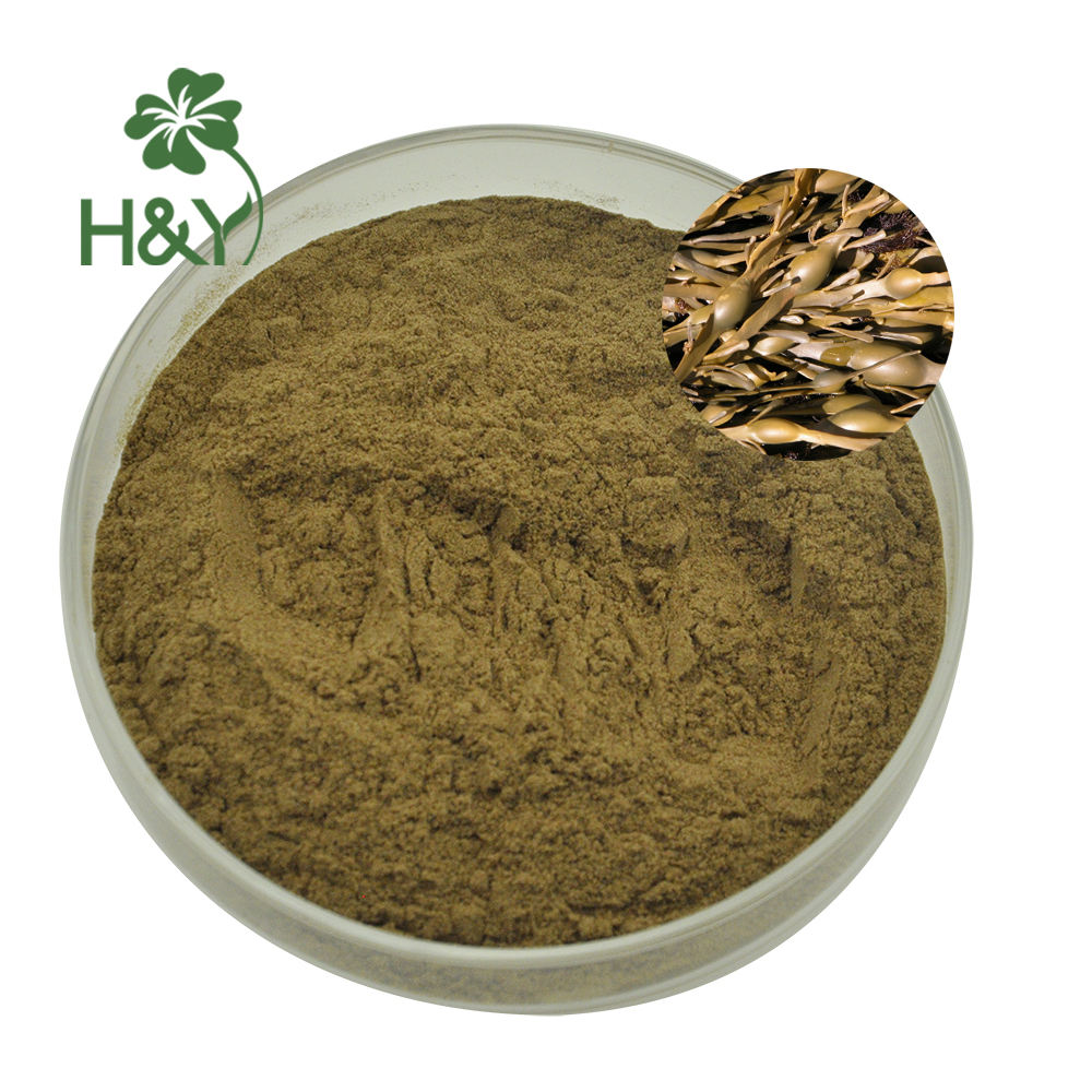 How to Choose the Best Ascophyllum Nodosum Seaweed Extract Fertilizer