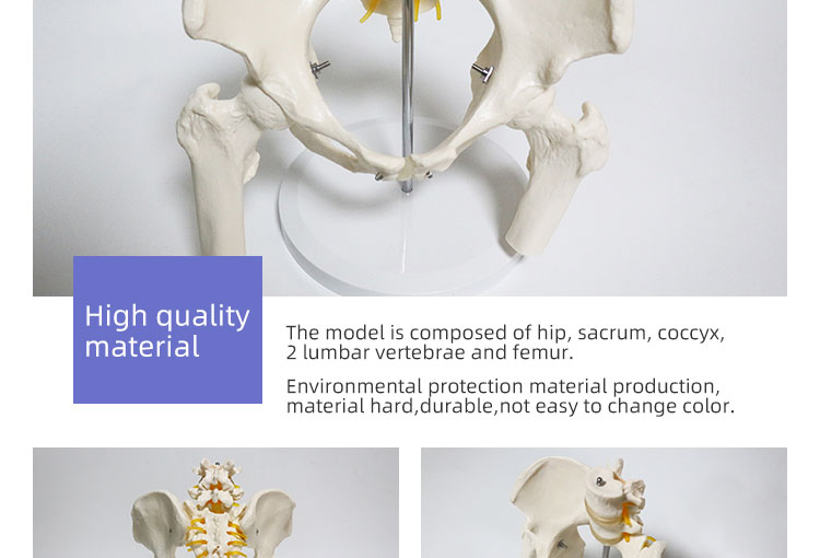 Pelvic Model Human PVC Life-size 2 Lumbar Vertebra Human Female Pelvis ...