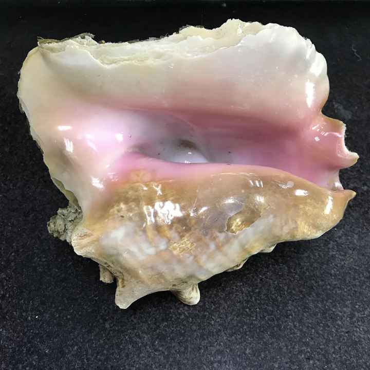 High Quality Mother of Pearl Seashell Conch Pink Shell Craft Decoration