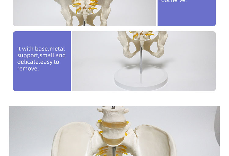 Pelvic Model Human PVC Life-size 2 Lumbar Vertebra Human Female Pelvis ...