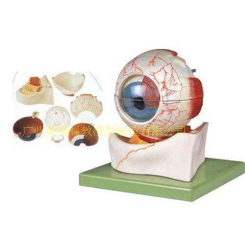 Magnified model of eye structure; magnified model of eyeball; eye ...