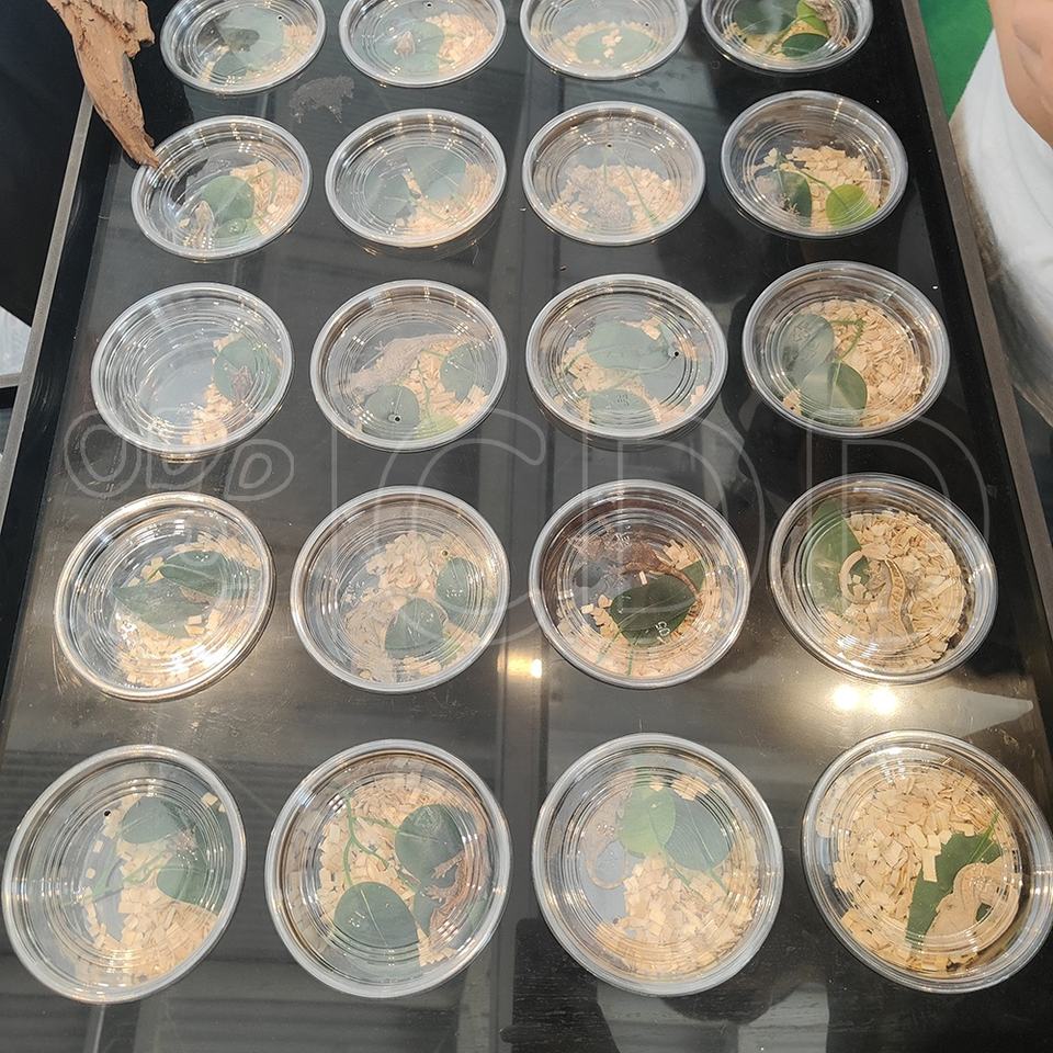 Wholesale PVC Locking Clear Pre-Punched Reptile Deli Cups
