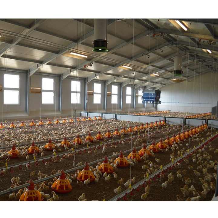 Chicken House for Sale - Poultry House for 10000 Chickens