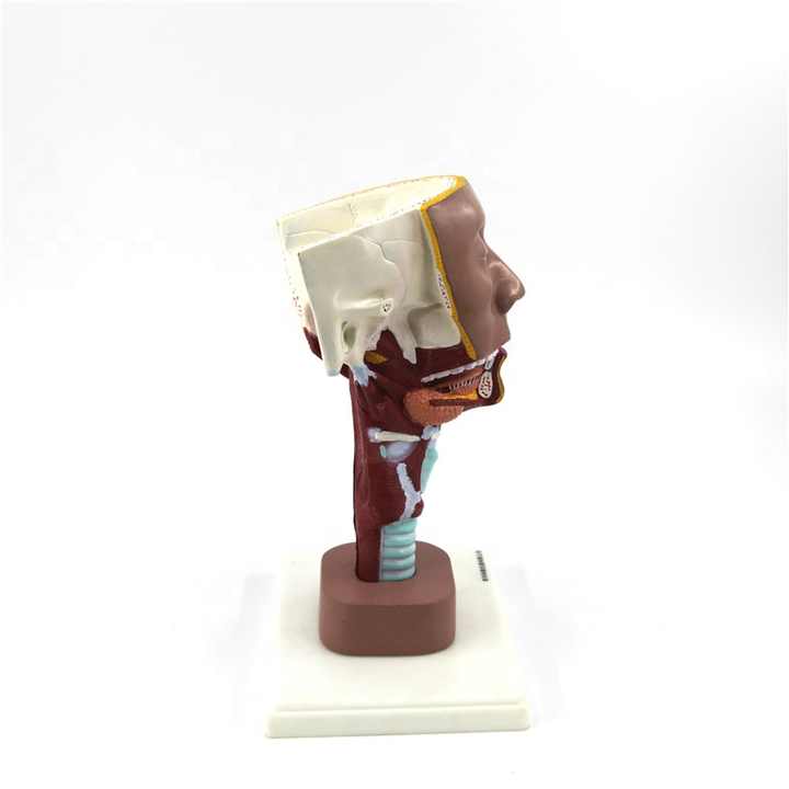Anatomy Human Head Model - Detailed Head Model for Teaching
