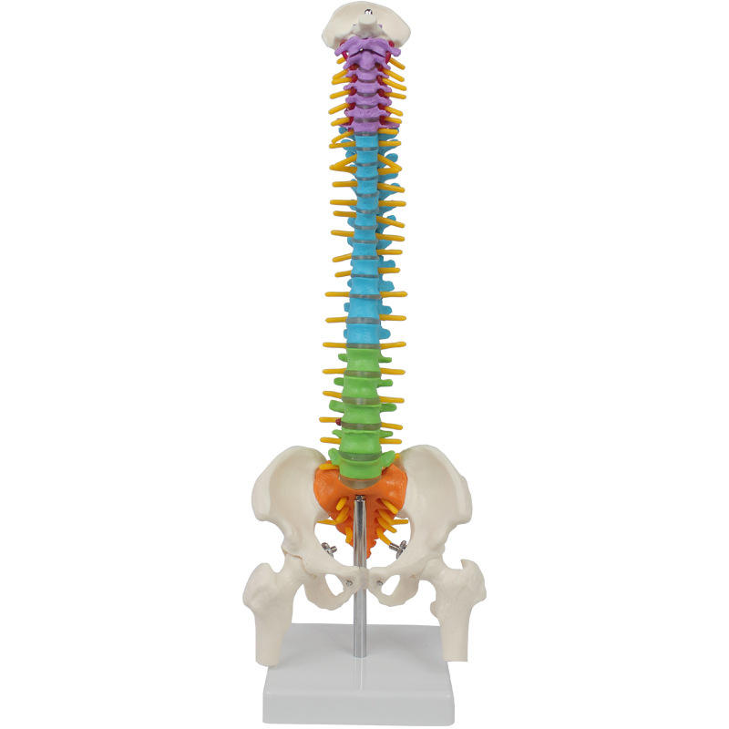 KyrenMed 45CM Flexible Mini Color Human Spine Model with Pelvis Femur ...