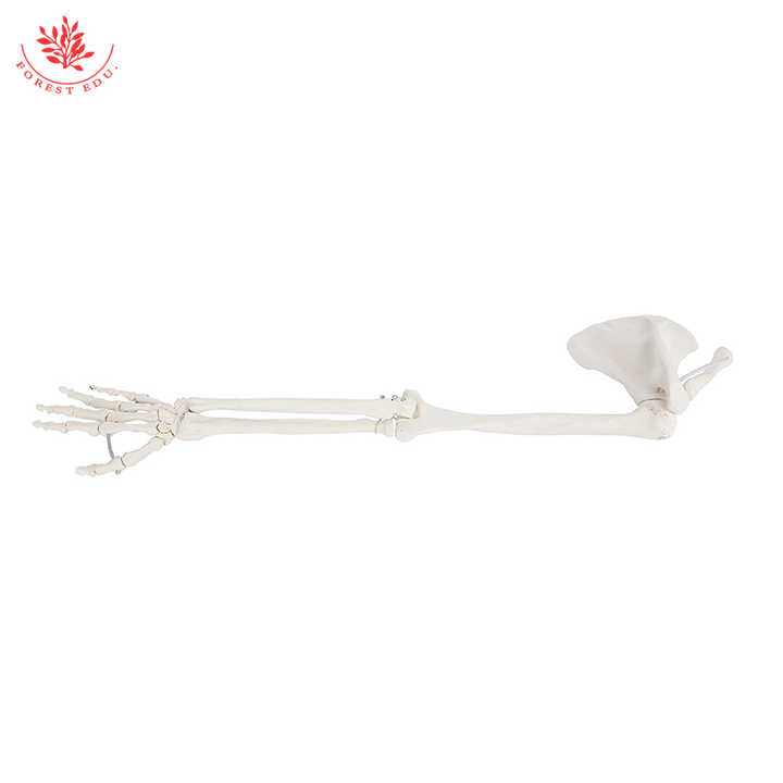 Human Arm Skeleton Model Anatomical Upper Limb Bone Real Life Size ...