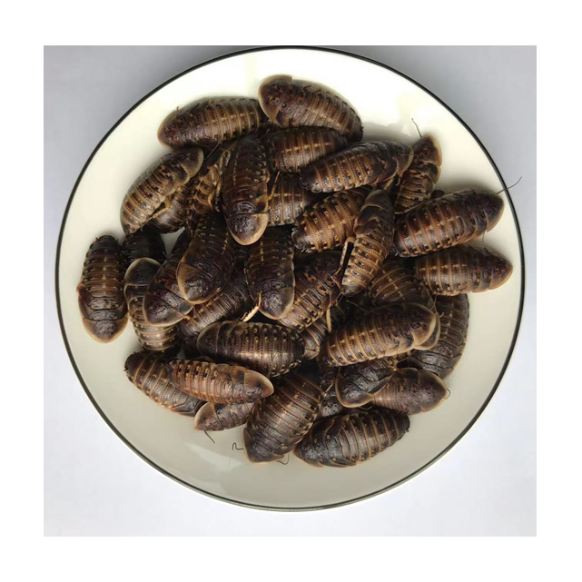 Dubia Cockroach Animal Feed Additive Edible Bugs Eco Fresh Dubia Roach ...