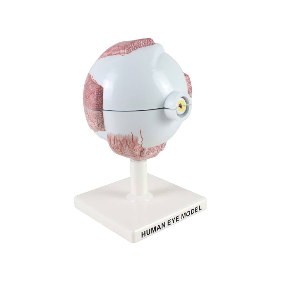 6 Times Enlarged Detachable Human Eyeball Models| Alibaba.com