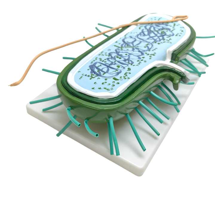 Durable PVC Bacteria Model for Biology Classroom Demonstrations ...