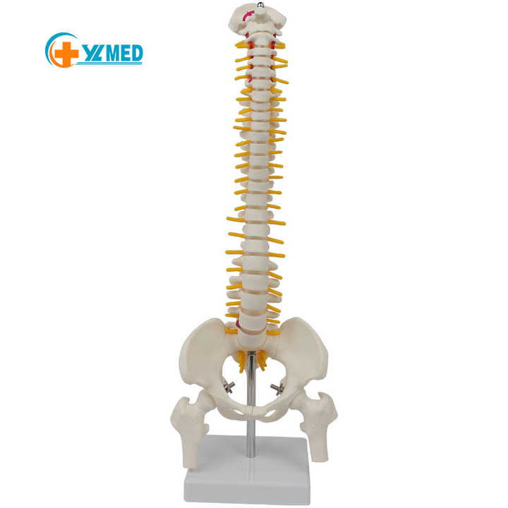 Medical Science Human Anatomical Skeleton Model for Teaching Use 45cm ...
