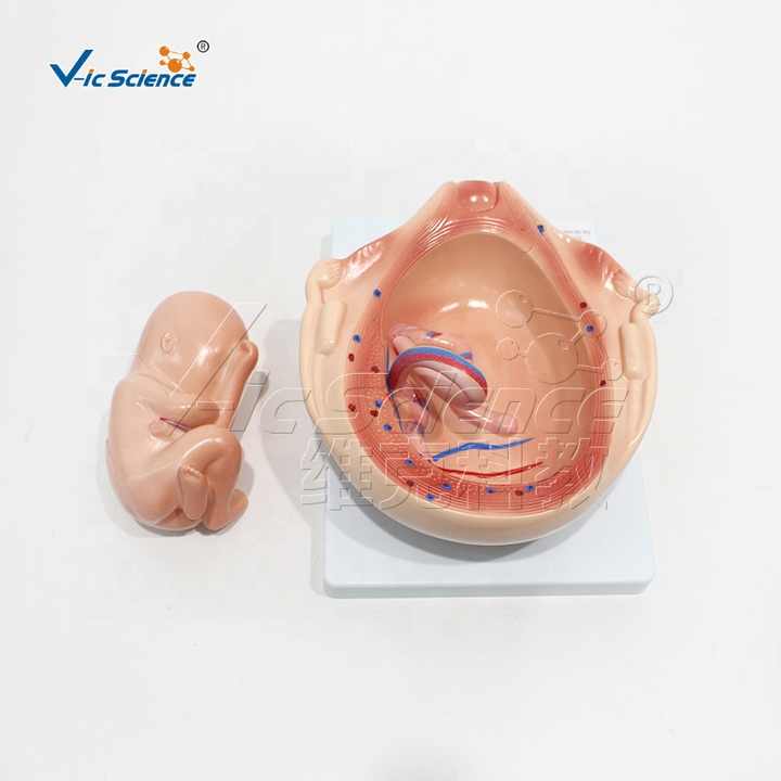 Medical Anatomical Model Fetal Development During Pregnancy Relief ...