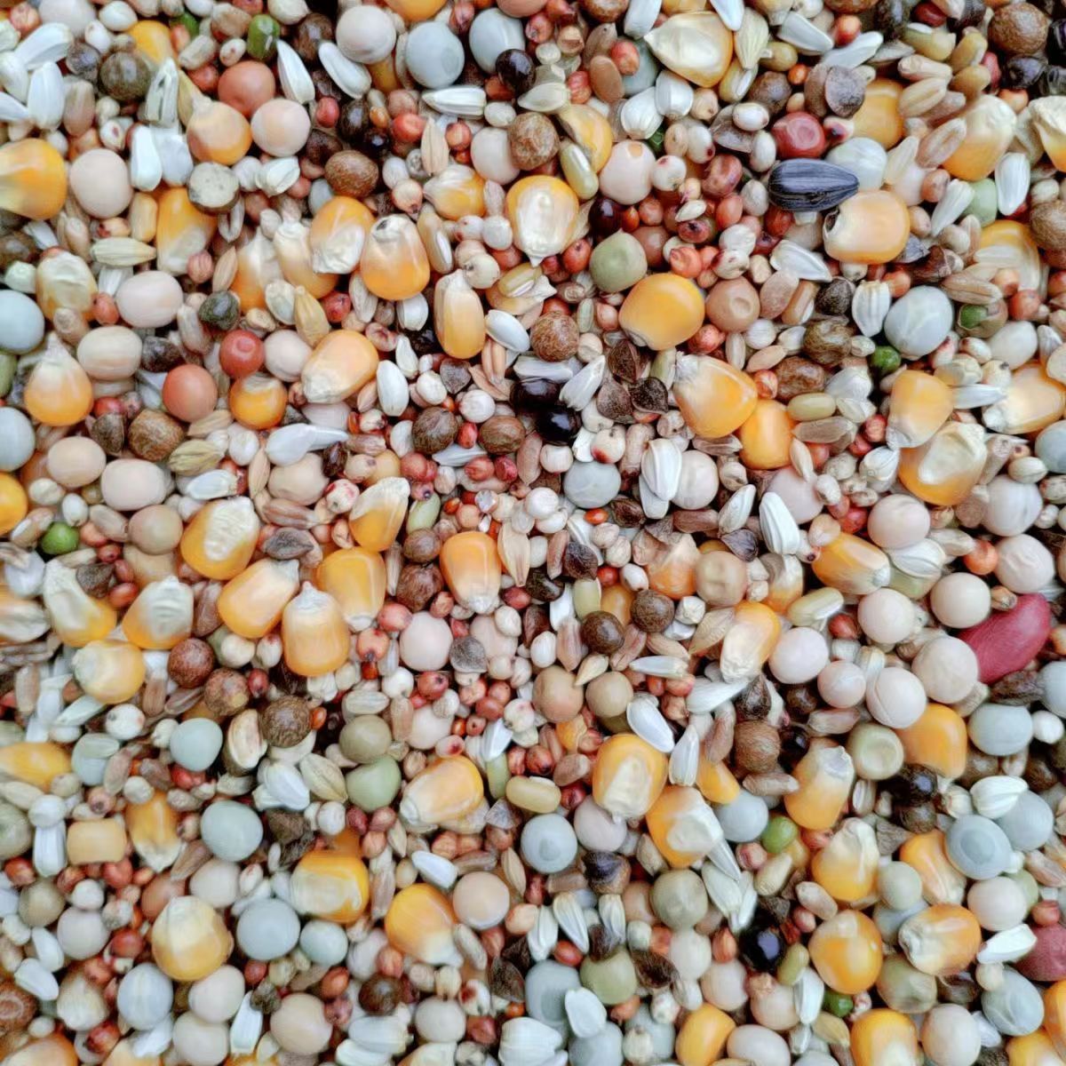 How to Choose the Best Wild Bird Seed Mix for Your Garden