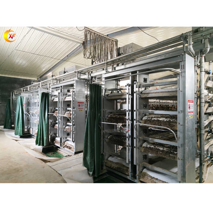 Efficient Chicken Manure Removal System for Farms