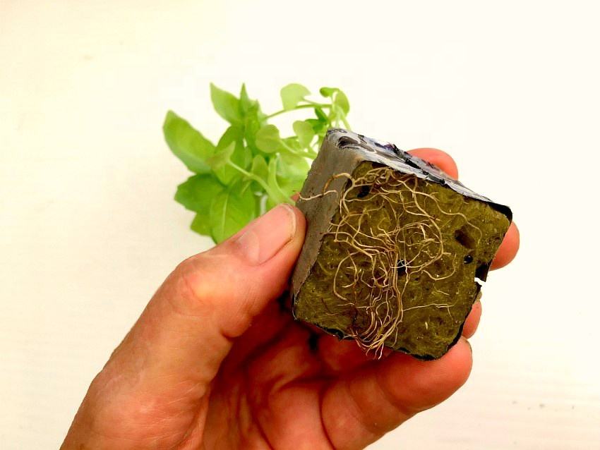 How to Choose the Best Hosta Flower Seeds for Your Garden