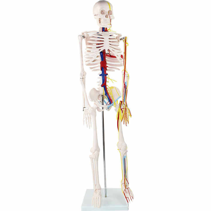 Medical Teaching PVC Flexible Simulated Removable 85cm Human Body Bone ...