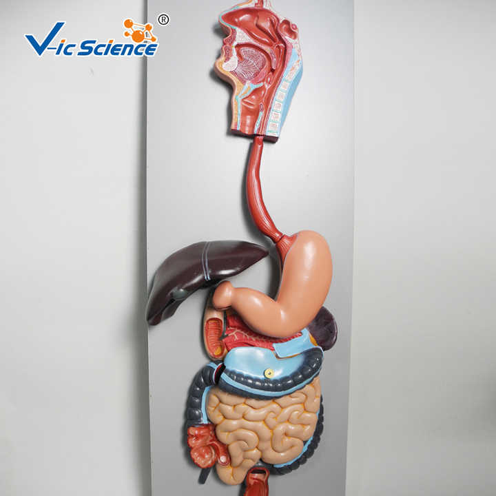 Digestive System Model - Detailed Anatomy for Training