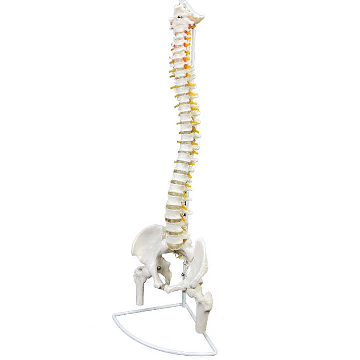 Skeleton Models Spine Models With Pelvis and Femur Head| Alibaba.com