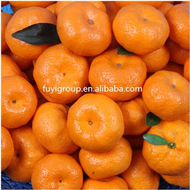 Wholesale Mandarin Orange Fresh & Sweet Citrus Fruits | Alibaba.com