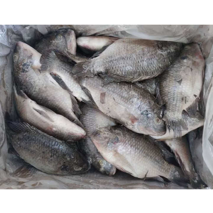 Frozen Tilapia Fish - Custom Packing 10kg per Carton