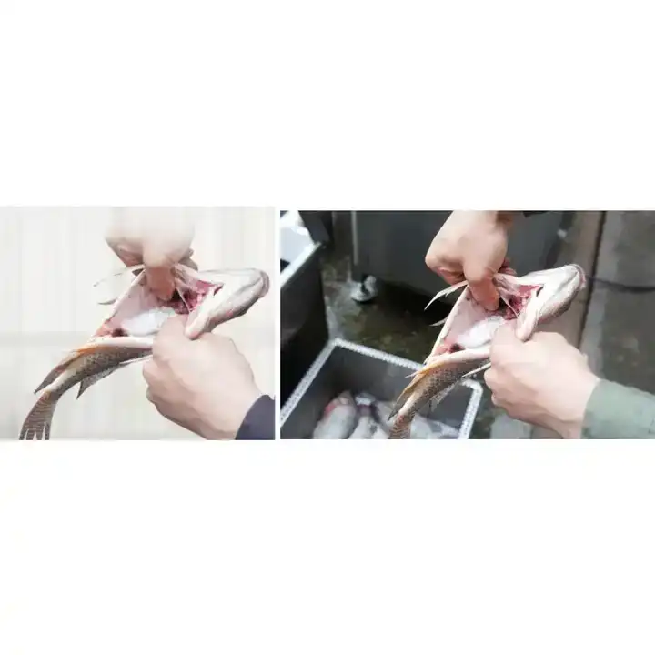 QDMECH Commercial Industrial automatic killing fish machine electric ...
