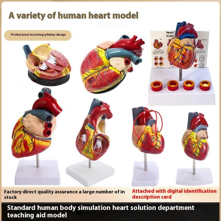 Human Standard PVC Heart Anatomy Model Detachable Medical Teaching ...