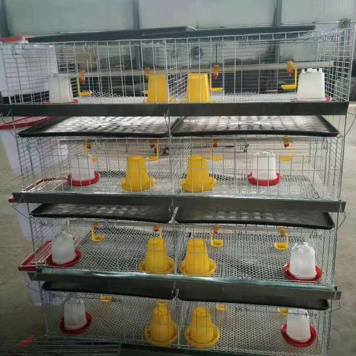 Multi-Tier Quick-Assemble Broiler Cages for Neighborhood Shared Farms ...