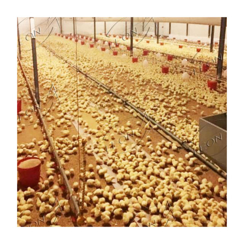 Plastic Slat Floor for Pig Farm and Chicken House Poultry