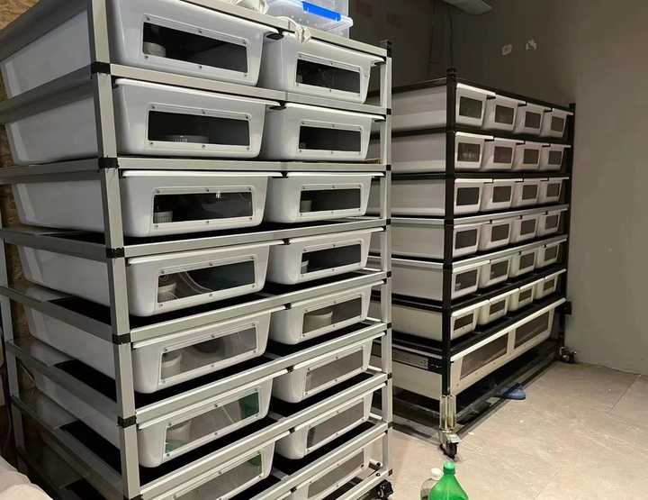Snake Racks - Sustainable Solutions for Reptile Enclosures