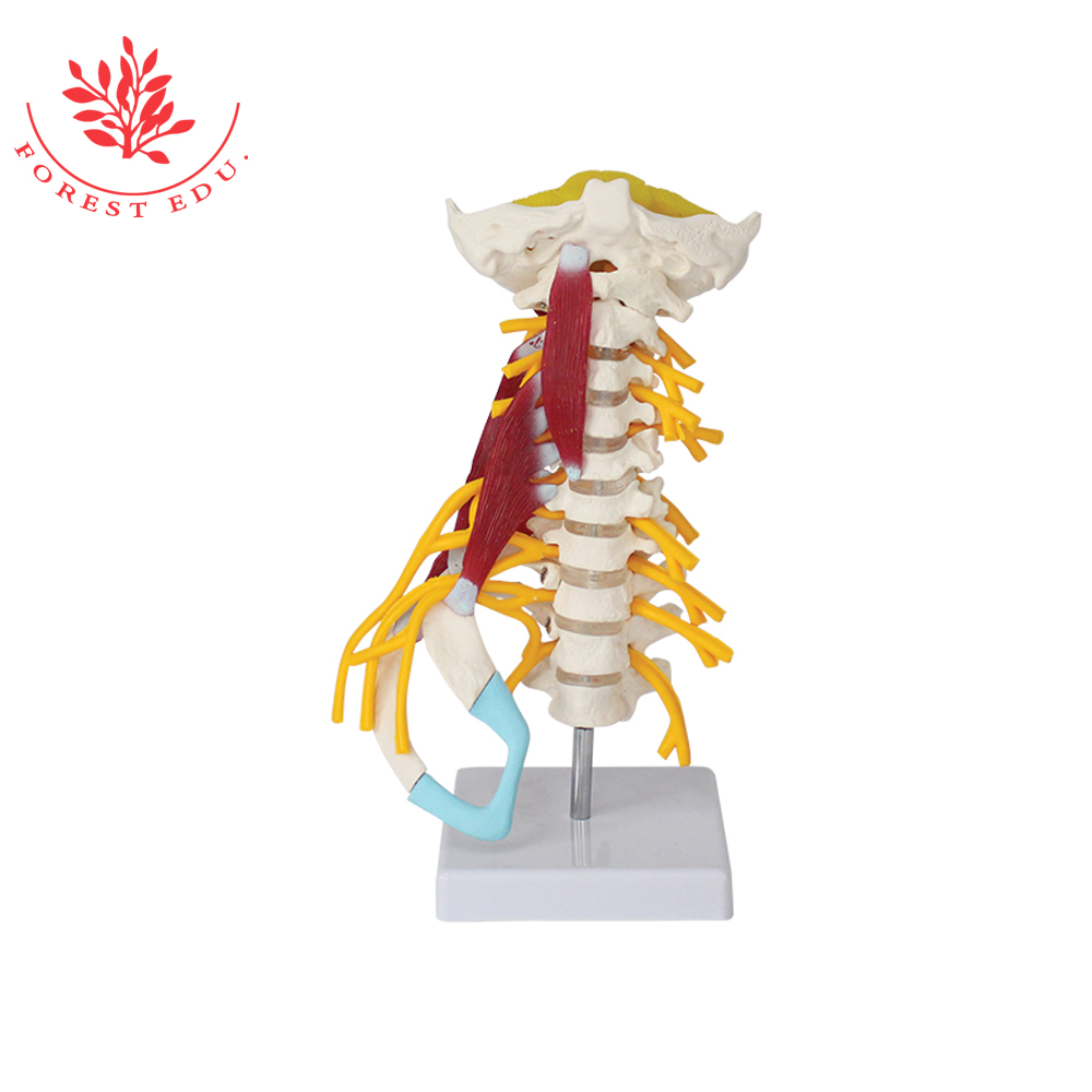 Human Cervical Spine Model Occipital Spine Model With Muscle Nerve ...