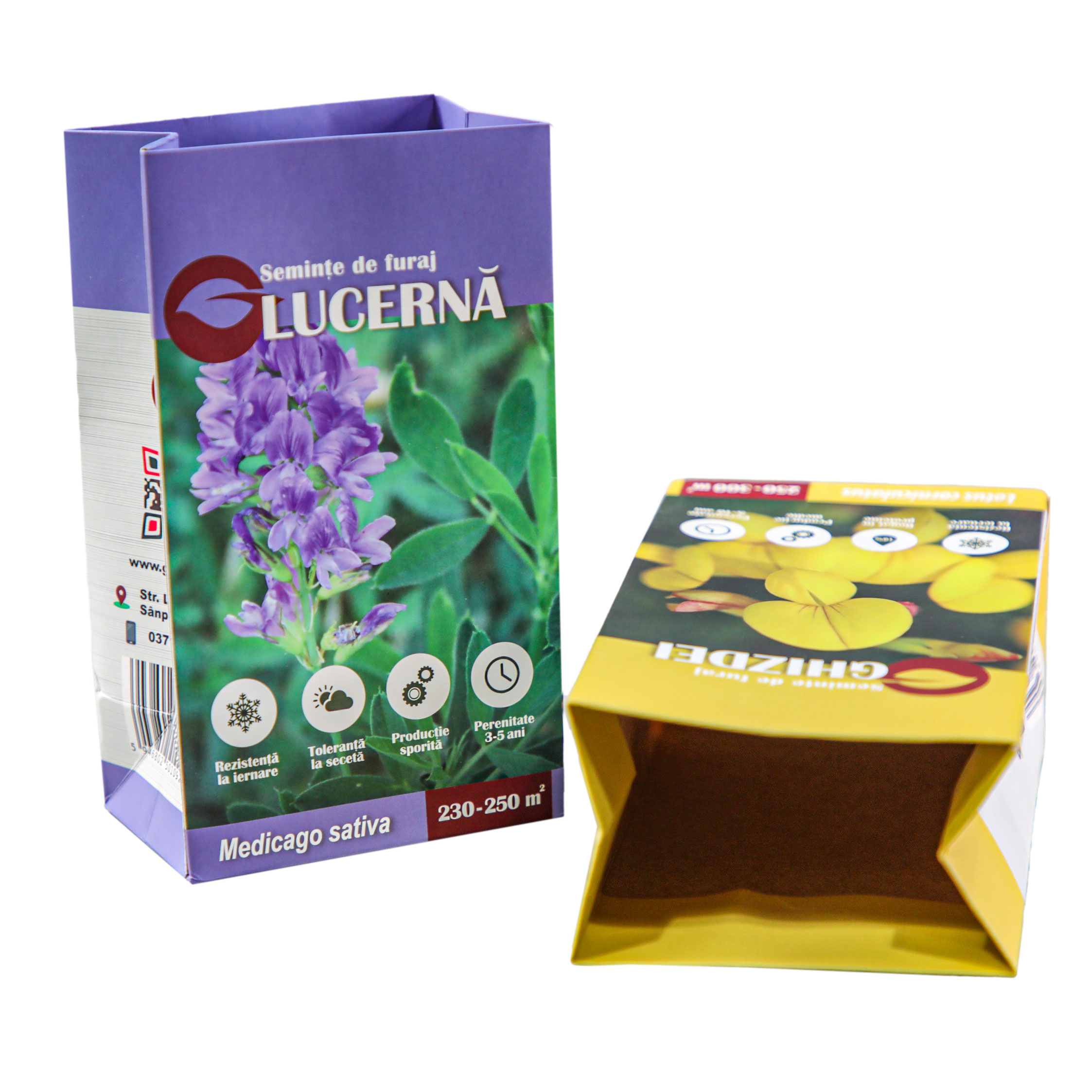 How to Choose Black Raven ZZ Plant Seeds: A Complete Buyer's Guide