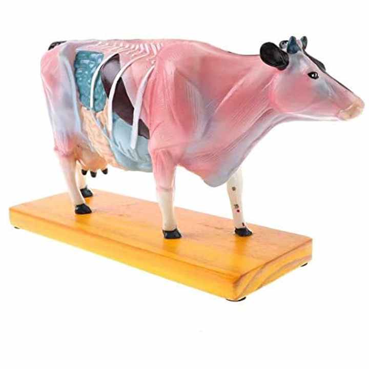 Cattle Cow Bovine Acupuncture Model - 68 Points Anatomy