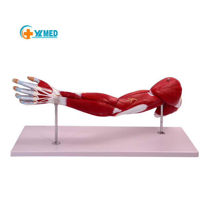 Life Size Arm Model Anatomy Model Scientific Arm Anatomical Muscle 7 ...
