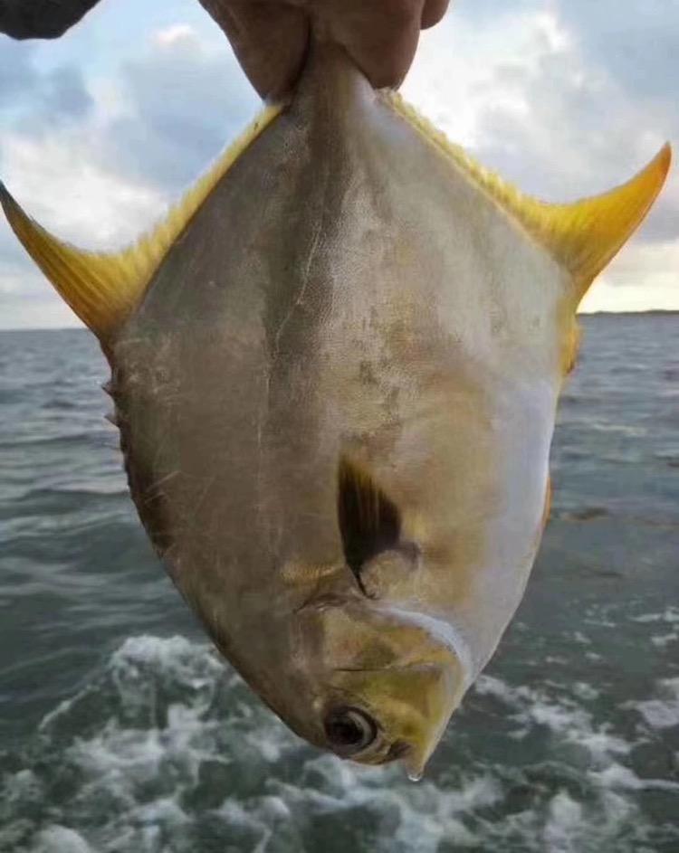 Golden Pompano Fish 500g-600g Seafood Frozen Whole Sale on Fishes ...