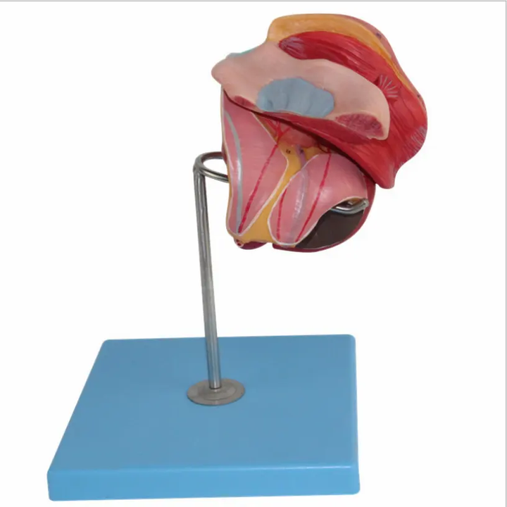 Anatomical Model of the Female Reproductive System for Teaching