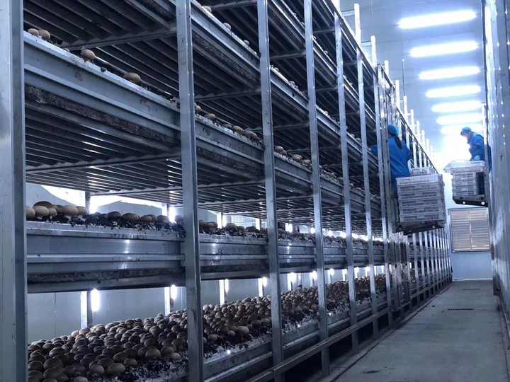 Aluminum Mushroom Growing Shelving - Durable & Versatile