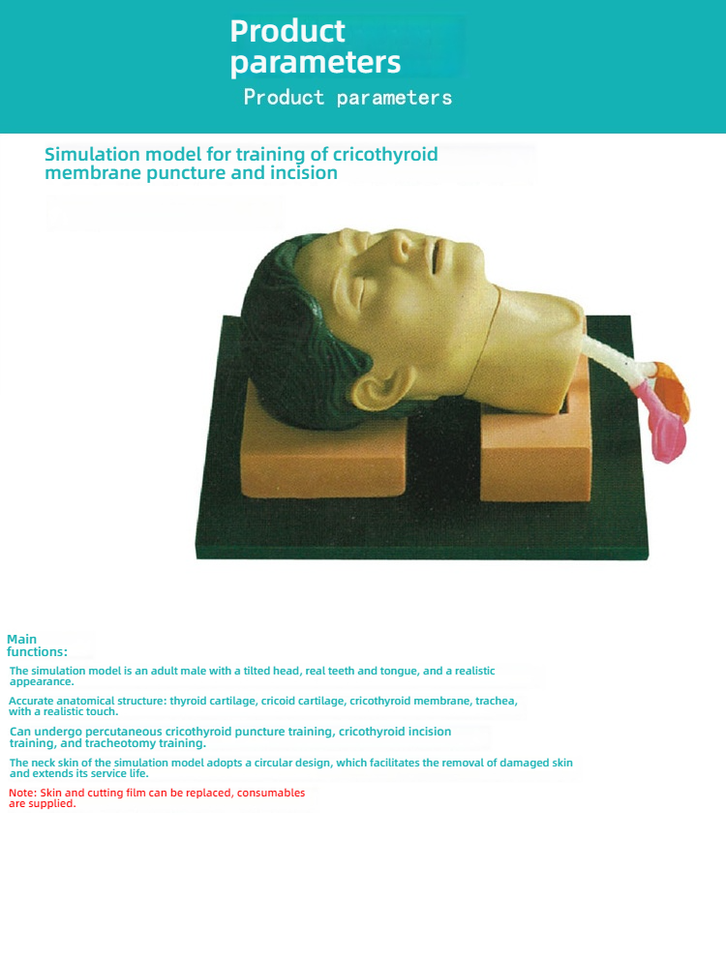 Cricothyroidotomy Tracheostomy PVC Manikin Model Simulator