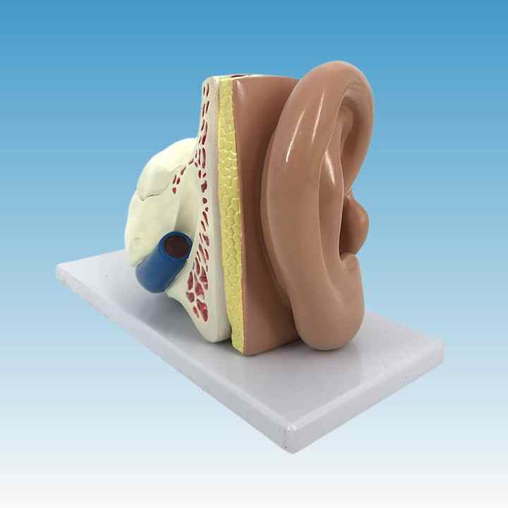 Anatomy of the ear model to enlarge the human organ simulation ...