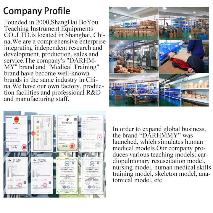 DARHMMY Advanced Medical PVC Model for Catheterization Training