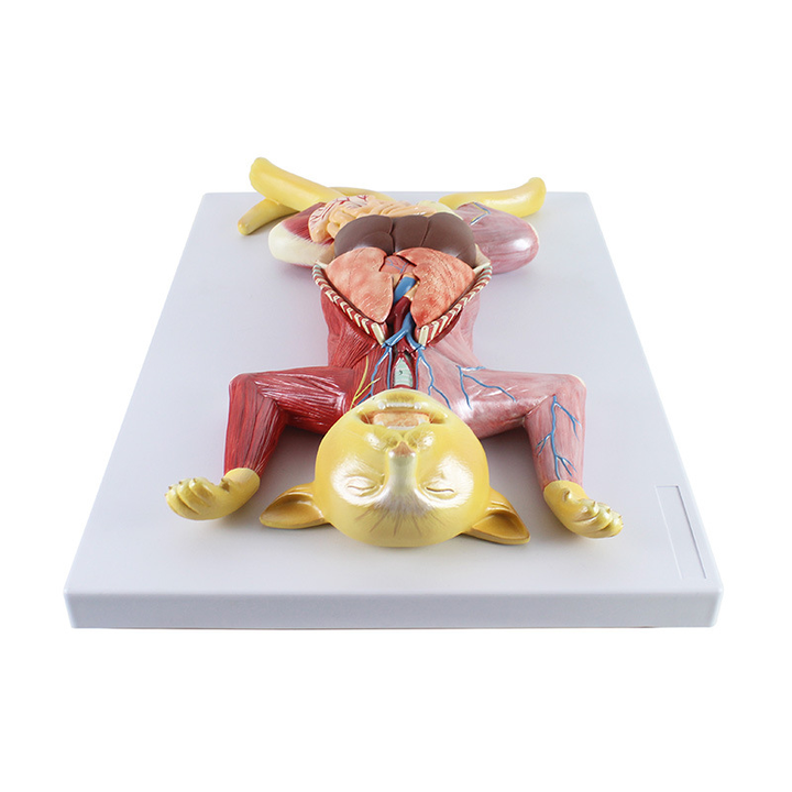 Life-Size Cat Anatomy Model with Musculoskeletal System Visualization ...