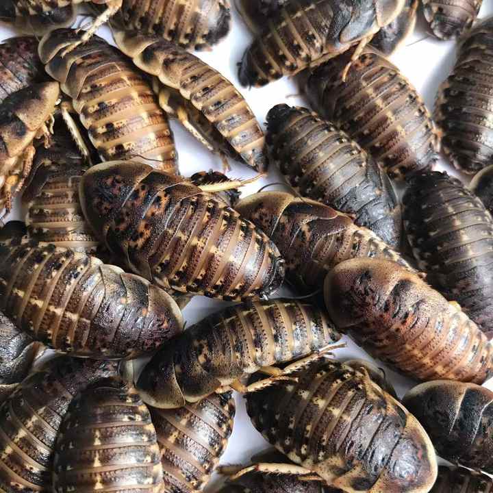 Dubia Cockroaches - Eco-Fresh Reptile Food All-year-round
