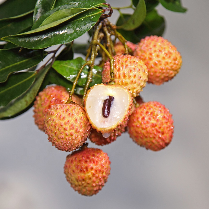 Premium Quality and Diverse Selection of lychee china price for Global ...