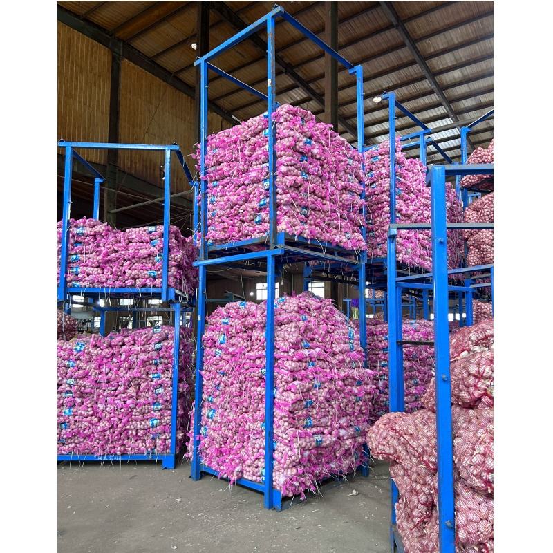 Fresh Garlic New Crop Normal White and Pure White Supply From China ...