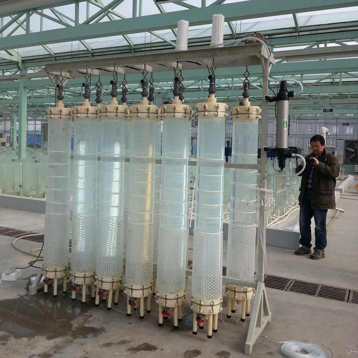 Chlorella Algae Photobioreactor - Efficient Growth Solutions